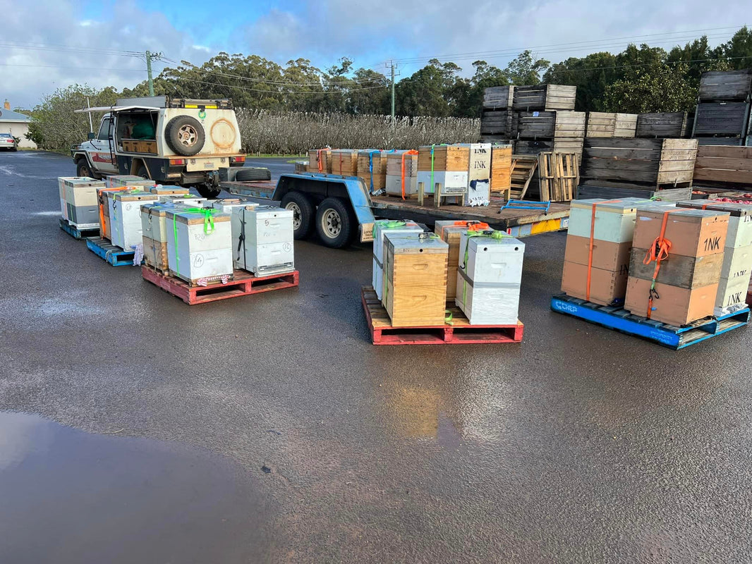 Established Beehives / Nucleus / Services – noorbeesperth