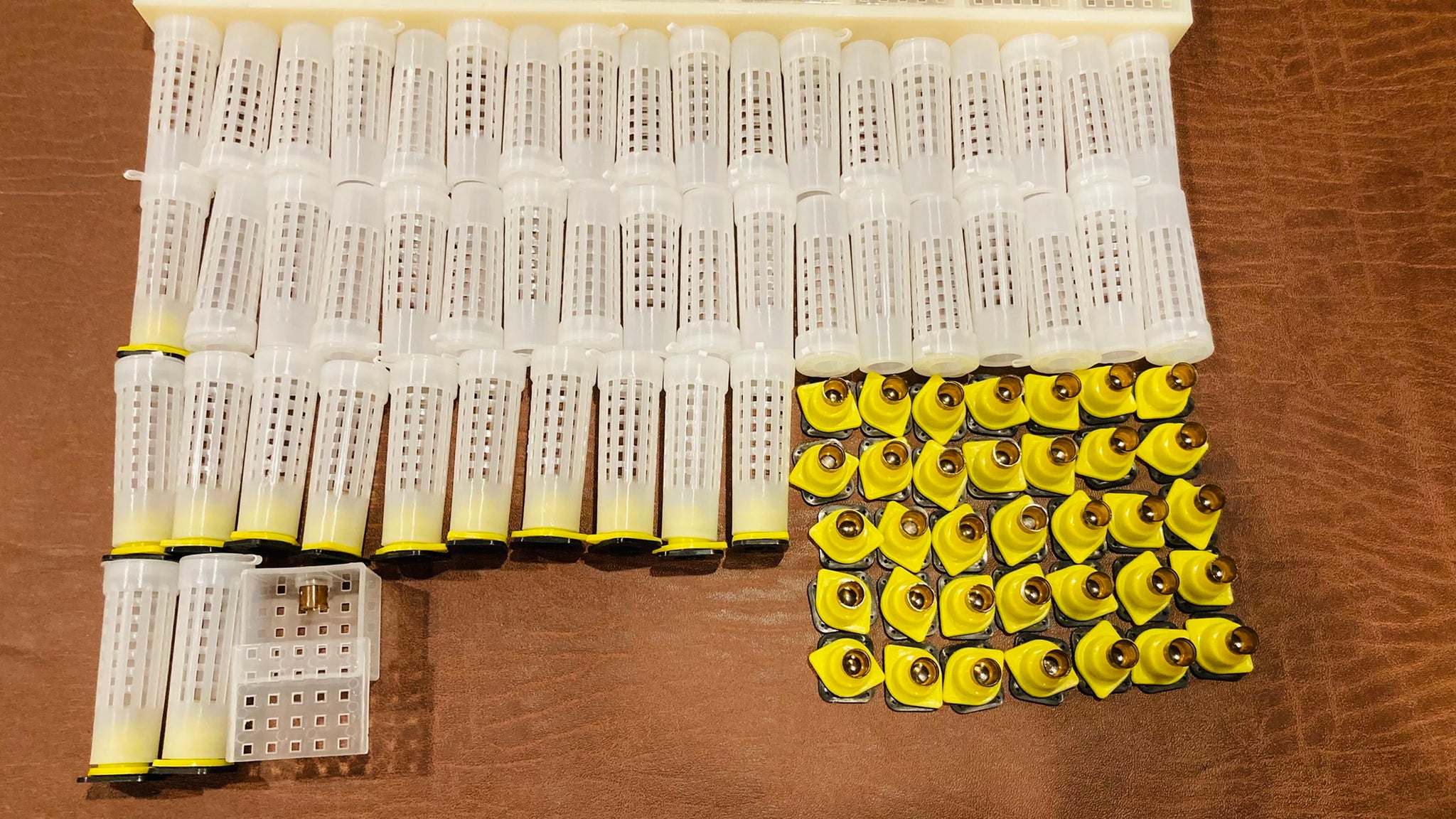 Queen rearing 45 cells Kit – noorbeesperth